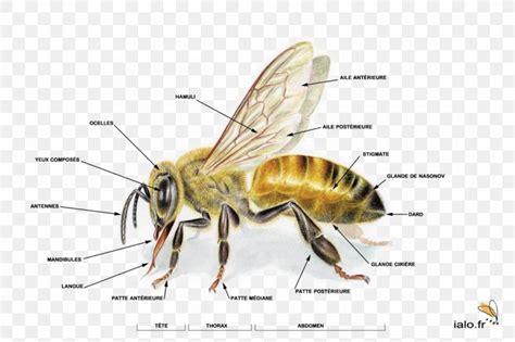 Western Honey Bee Honey Bee Life Cycle Anatomy Human Body Png