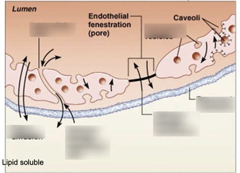Block 1 Cv Physiology Diagram Quizlet
