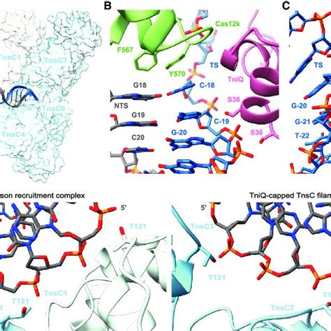 R Loop Completion Upon Complex Assembly A Detailed Views Of The