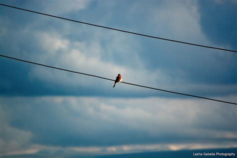 ჩიტი Lasha Gabelia Flickr