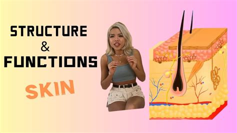 Understand Your Skin Structure In A Simpler Way Animation YouTube