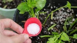 Por qué debería usar bicarbonato en mis plantas
