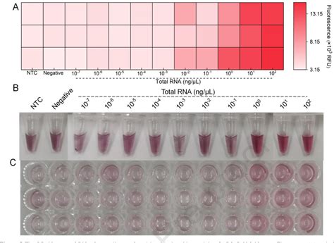 Figure 1 From Visual Detection Of Sars Cov 2 With A Crisprcas12b Based