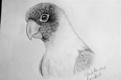 Love Birds Pencil Sketch