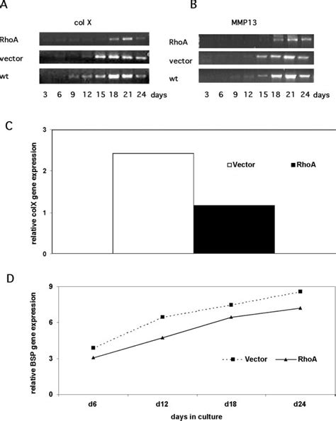 Rhoa Overexpression Inhibits Hypertrophic Gene Expression Induction Of