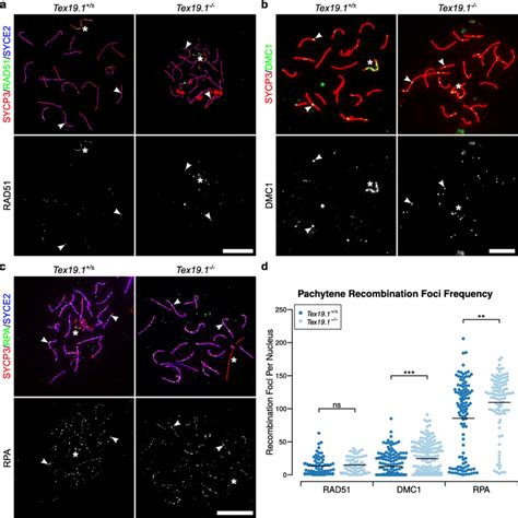 Autosomally Synapsed Pachytene Tex19 1− − Spermatocytes Have Increased