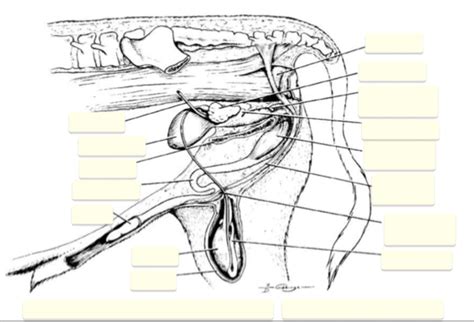 Ans 2 Reproductive Organs Of The Bull Diagram Quizlet