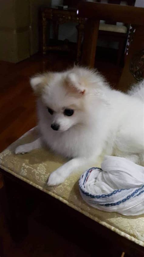 協尋 三腳白色松鼠博美犬 看板 Neihu 批踢踢實業坊