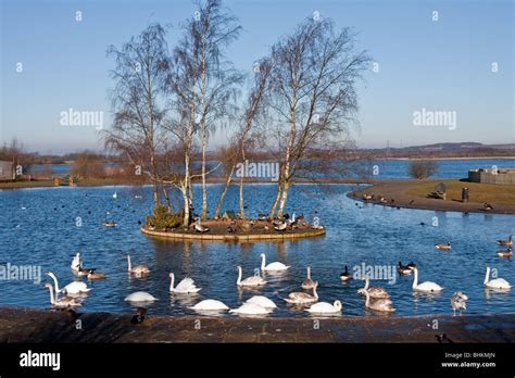 Canards Sur Une Piscine Banque De Photographies Et Dimages à Haute