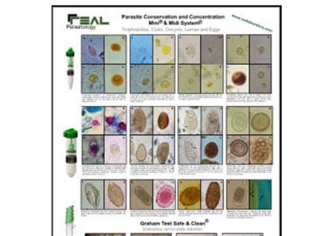Técnicas De Diagnóstico De Parásitos Intestinales Durviz Sl