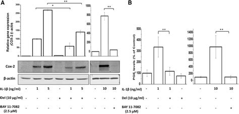 Inhibition Of Il 1b Induced Expression Of Cox 2 A And Pge 2 Levels