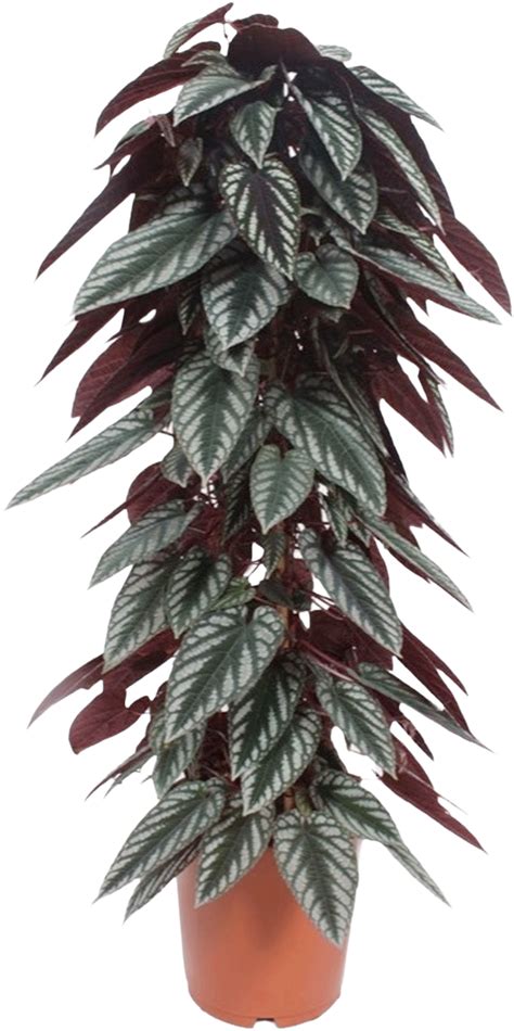 Cissus Discolor Kopen ⌀ 24 Cm ↕ 100 Cm ⁕ Jngl