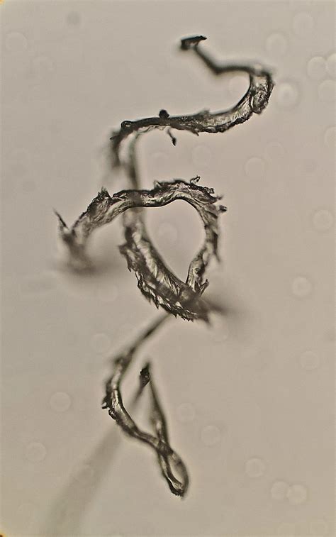 Evidence That Fibers Can Rupture Will Micronaut