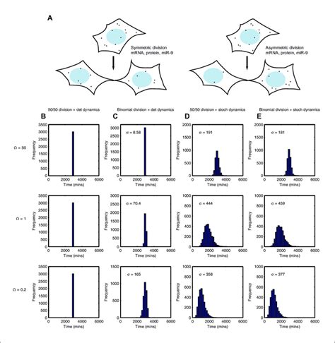 Stochastic System Is Robust To The Binomial Distribution Of Download Scientific Diagram