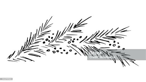 손으로 그린 간단한 검은 윤곽선 벡터 그림입니다 소나무 가문비 나무 가지 눈 새해 휴일 장식 크리스마스 디자인 엽서 라벨 소나무 침엽수에 대한 스톡 벡터 아트 및 기타