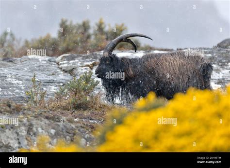 Feral Goat Capra Hircus Mature Male Billy Goat Behind Gorse Bush