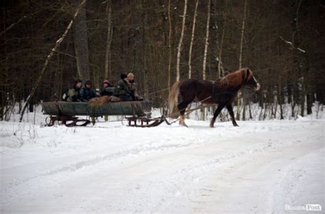 У «Цуманській пущі рахували зубрів