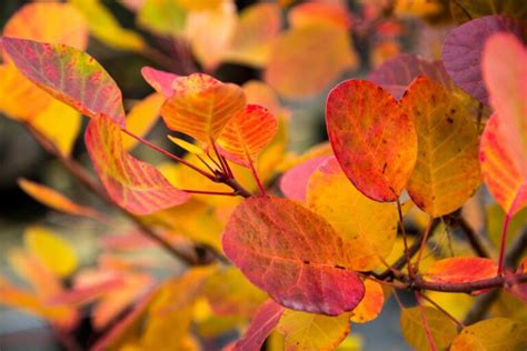 Smoke Bush Pruning Planting And Care Plantura