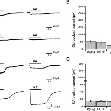 7 But Not 5 Rescued The Surface Expression Of Ampa Receptors In