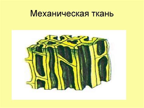 Ткани растений презентация онлайн