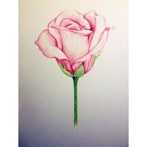 How To Draw A Beautiful Pink Rose At Nina Jenning Blog