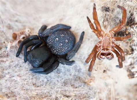 Velvet Spider ~ Detailed Information Photos Videos