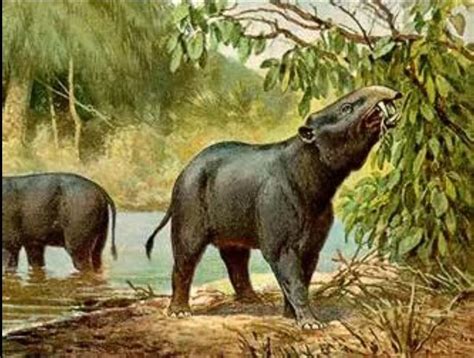 Eritherium The Elephants Earliest Relative Lived In Middle Paleocene
