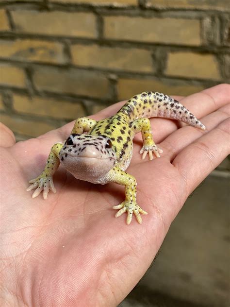 Leopard Gecko Figurine 12 Cm Length Etsy