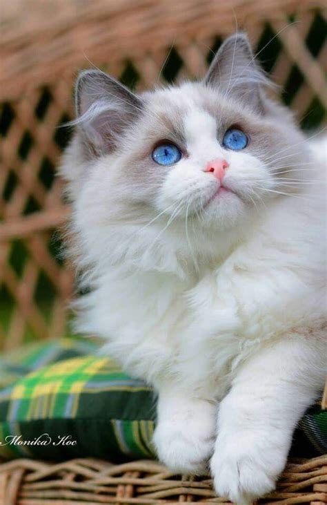 New Snap Shots Ragdoll Cats Snowshoe Strategies Artofit