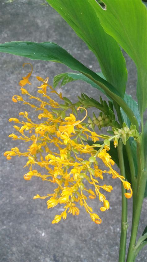 ดอกเข้าพรรษา ดอกไม้ ต้นไม้