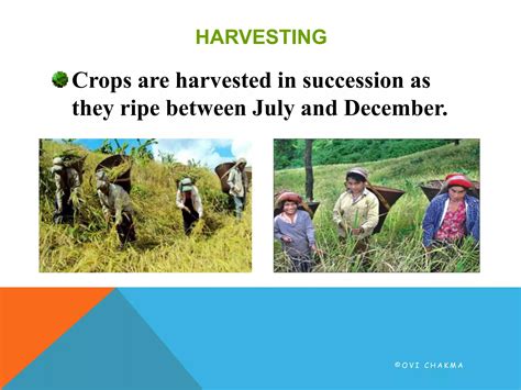 Jhum Cultivation Pptx