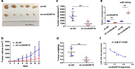 Knockdown Of Circdusp16 Inhibited In Vivo Tumor Growth A Download