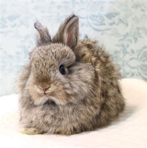 お迎え済【 ジャージーウーリー】チェスナット2 取扱いうさぎ一覧 愛知のうさぎならrabbit Cotton