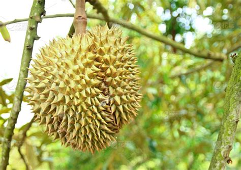 泰国榴莲菜园罗勇气候芳香的水平画幅形状尖的异国情调