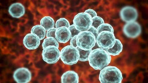 Unas 4000 Personas Mueren Cada Año En España Debido A Las Bacterias Multirresistentes