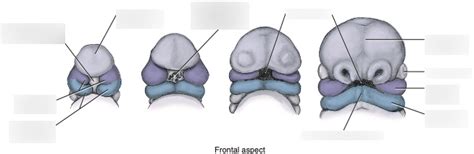 Stomodeum And Oral Cavity Formation Diagram Quizlet