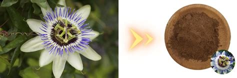 China Passion Flower Extract Powder Manufacturers Suppliers Factory