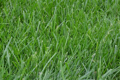 Tall Fescue The Turf Farm 08 8577 8826