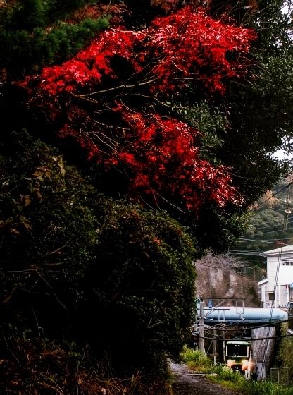 江ノ電 極楽寺の紅葉 横浜鉄道写真館