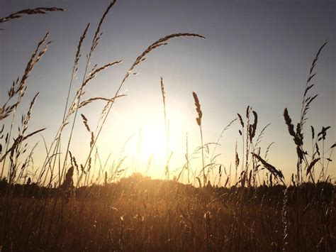 Premium Photo View Of Reed Grass In Field At Sunrise