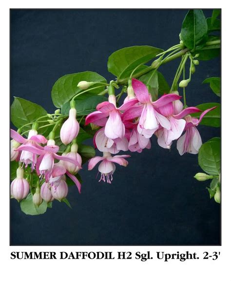 Fuchsia Summer Daffodil In The Fuchsias Database