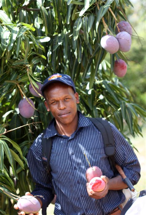 How Pollinators Make Mangoes Discover Pollinators