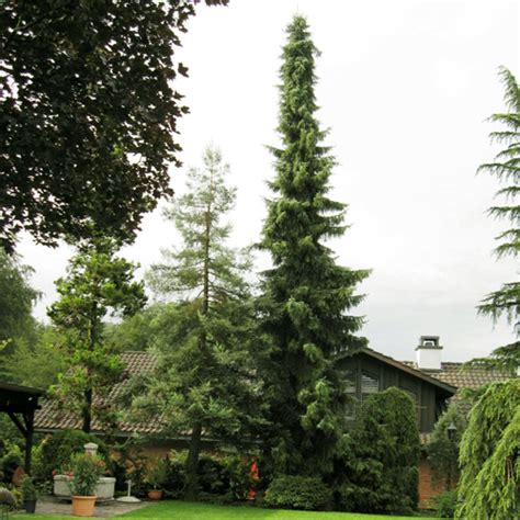 Ель сербская Пендула (Picea Omorika Pendula),хвойные,деревья,купить,ель ...