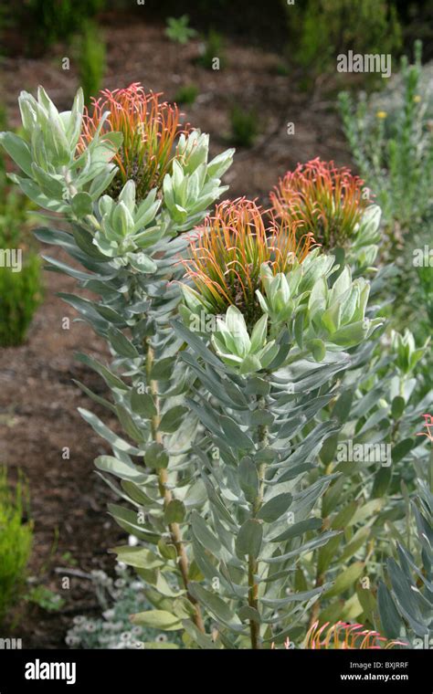Silver Leaved Wheel Pincushion Protea Leucospermum Formosum