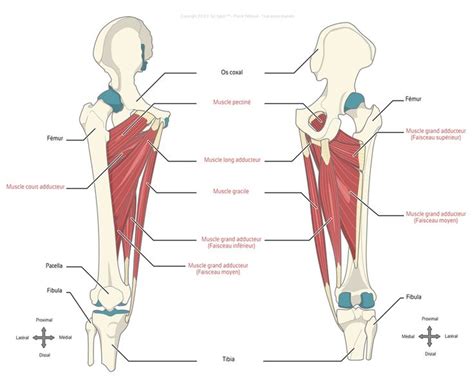 Les muscles adducteurs de la hanche long adducteur court adducteur grand adducteur pectiné