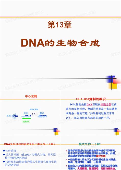 13 Dna的生物合成ppt模板下载编号qbwnmmow熊猫办公