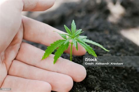 한 젊은 녹색 대마초 땅에 심어 토양 흐린 배경에 손에 묘 목 성장 대 마 Mental Wellbeing에 대한 스톡 사진 및