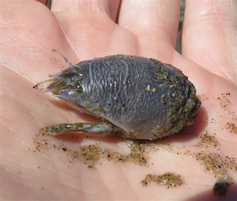 Pacific Mole Crab Emerita Analoga Bugguidenet