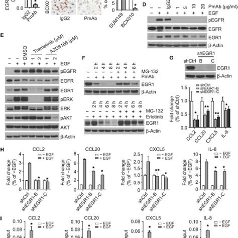 The Egfr Pathway Regulates The Expression Of Ccl2 Ccl20 Cxcl5 And