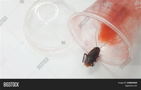 Cockroach On Office Image And Photo Free Trial Bigstock